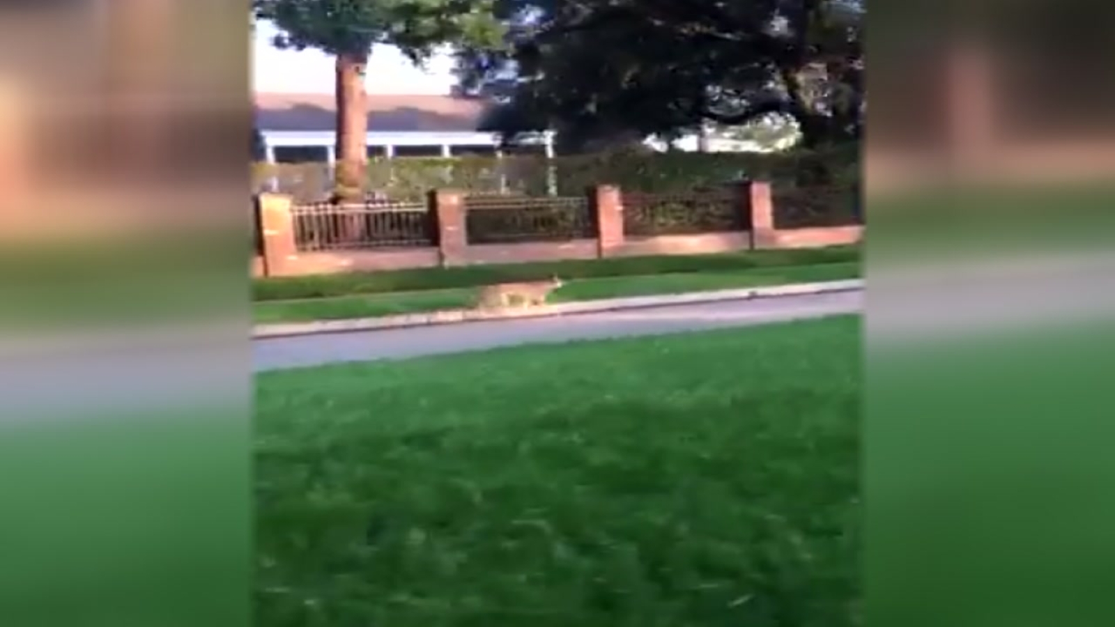 Coyote Spotted In River Oaks Abc13 Houston